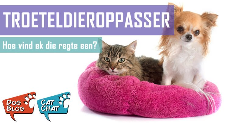 Troeteldieroppasser - Hoe vind ek die regte een? - Diere Klets